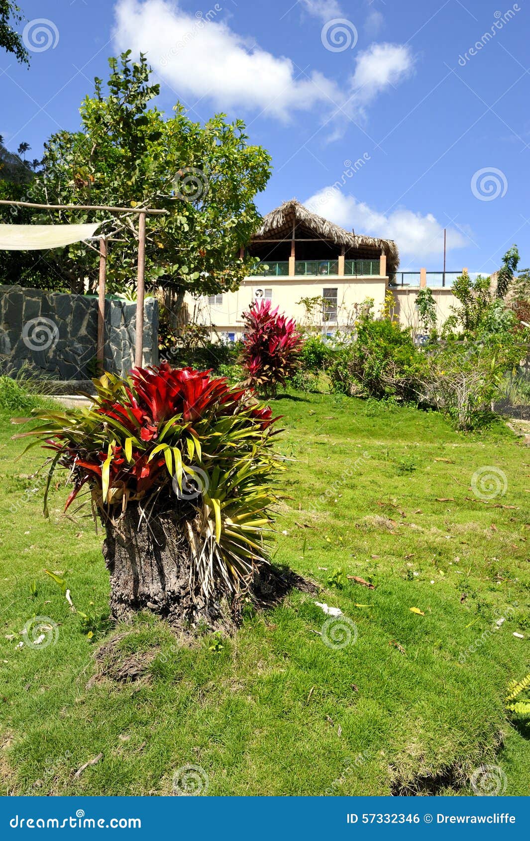 Bromeliad in the Garden stock photo. Image of wall, republic - 57332346