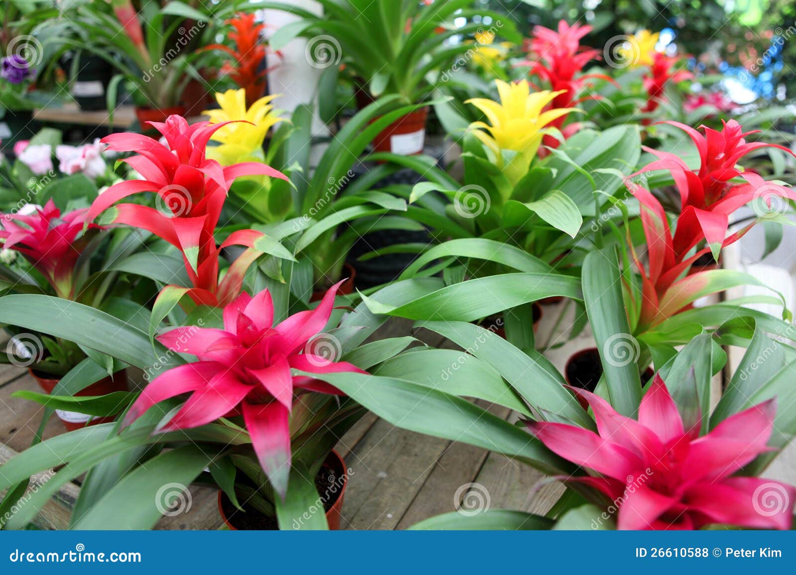 Bromeliad guzmania plants stock photo. Image of bromeliad - 26610588