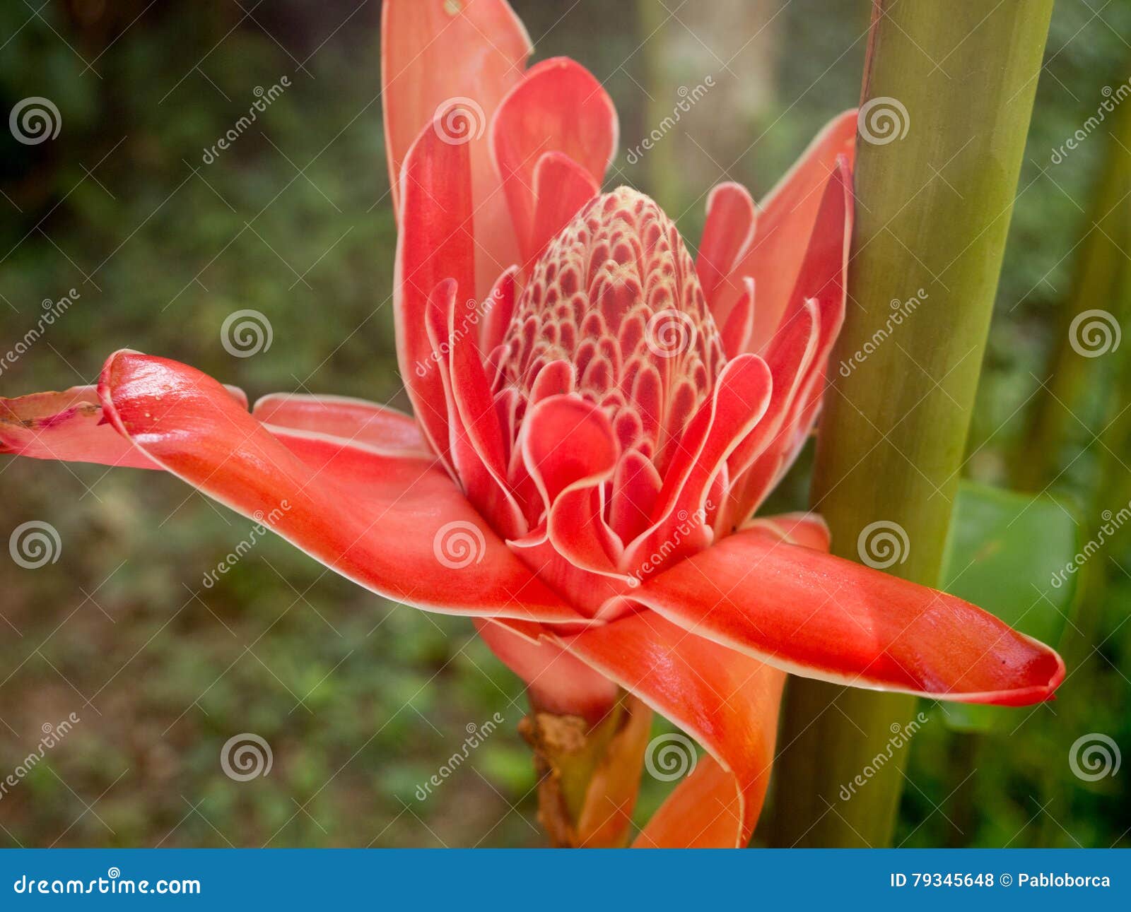 Red Bromeliad Inflorescence, Aechmea Nudicaulis, On Tropical Garden ...