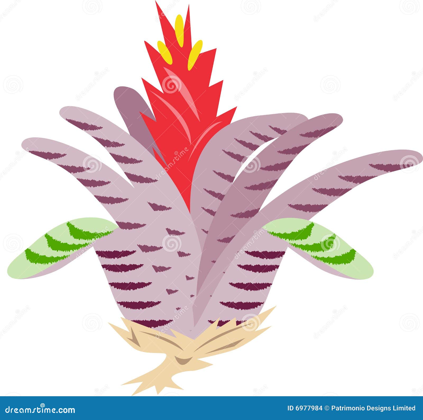 Bromeliad jungle plant stock vector. Illustration of nature - 6977984