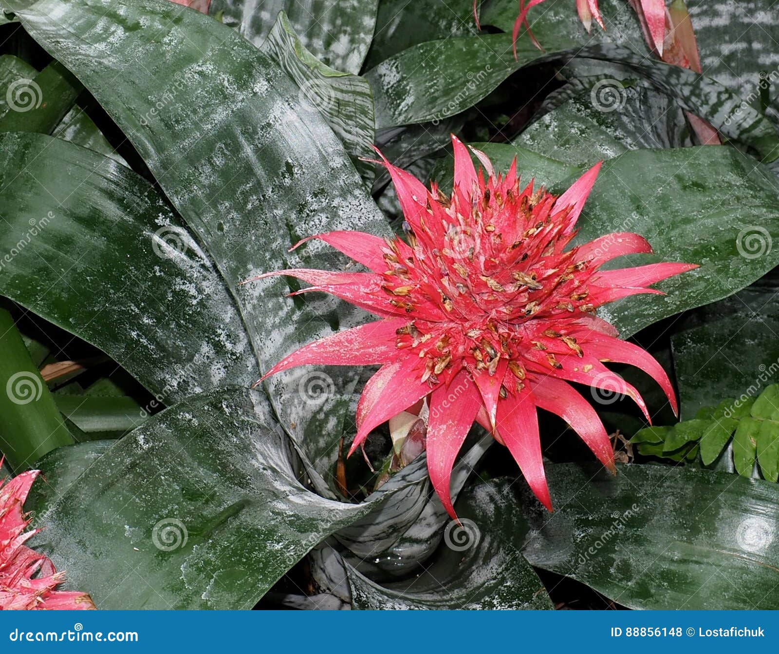 Bromeliad with Pink Flower stock photo. Image of botany - 88856148