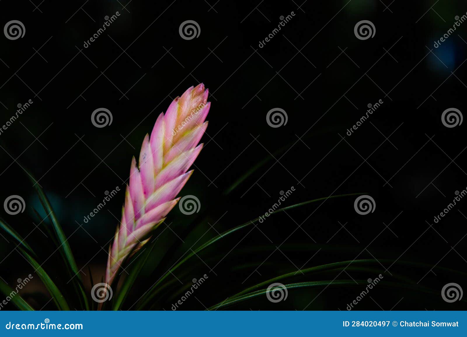 Bromeliad Pink Quill Flower Stock Image - Image of agricultural, growth ...