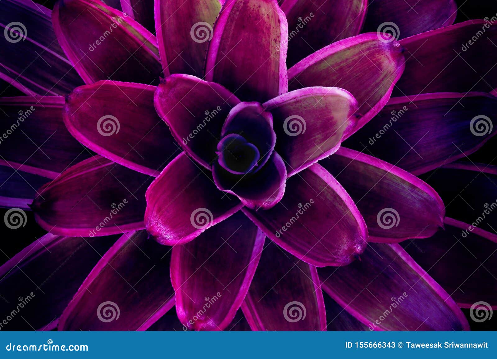 Bromeliad Plant Abstract Natural Pattern Background in Dark Purple ...