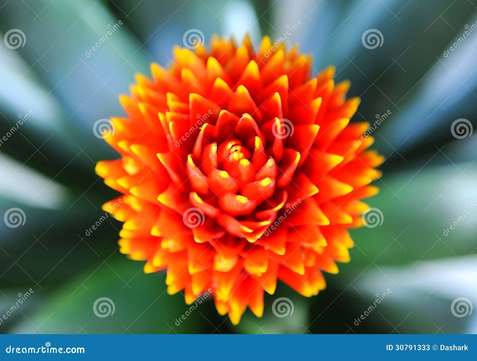 Bromeliad plant stock image. Image of decorative, floral - 30791333
