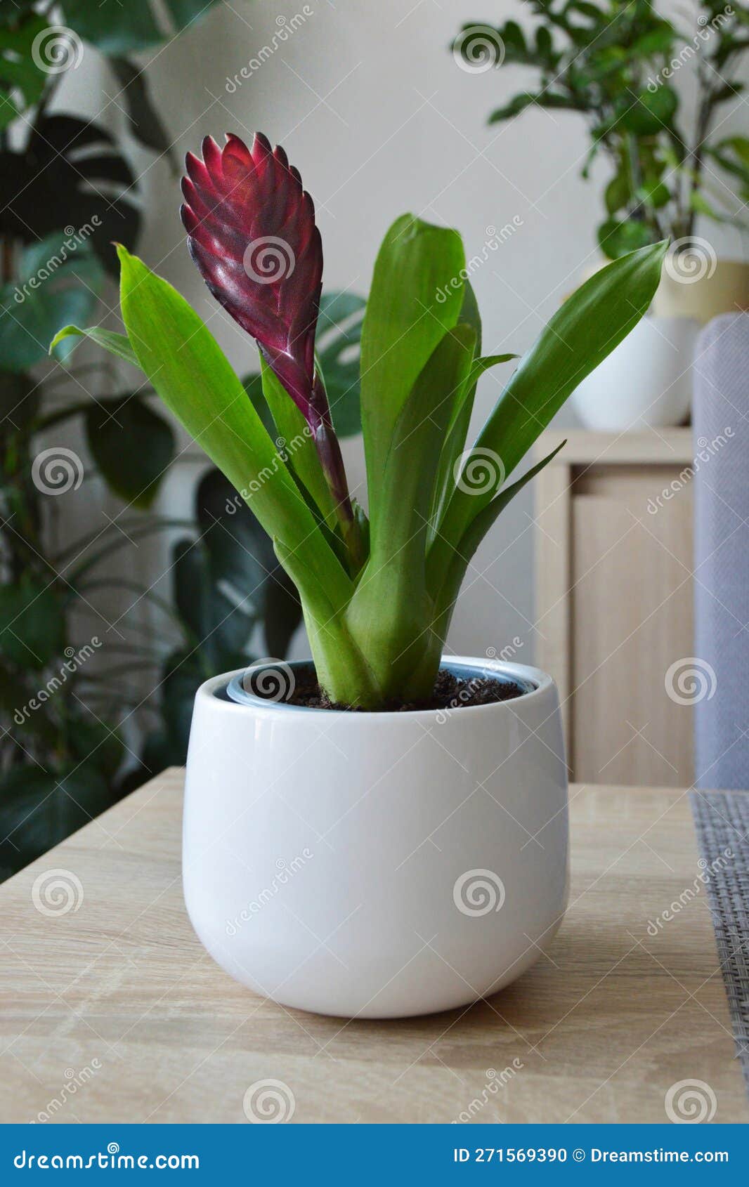 Bromeliad plant in the pot stock photo. Image of potted - 271569390
