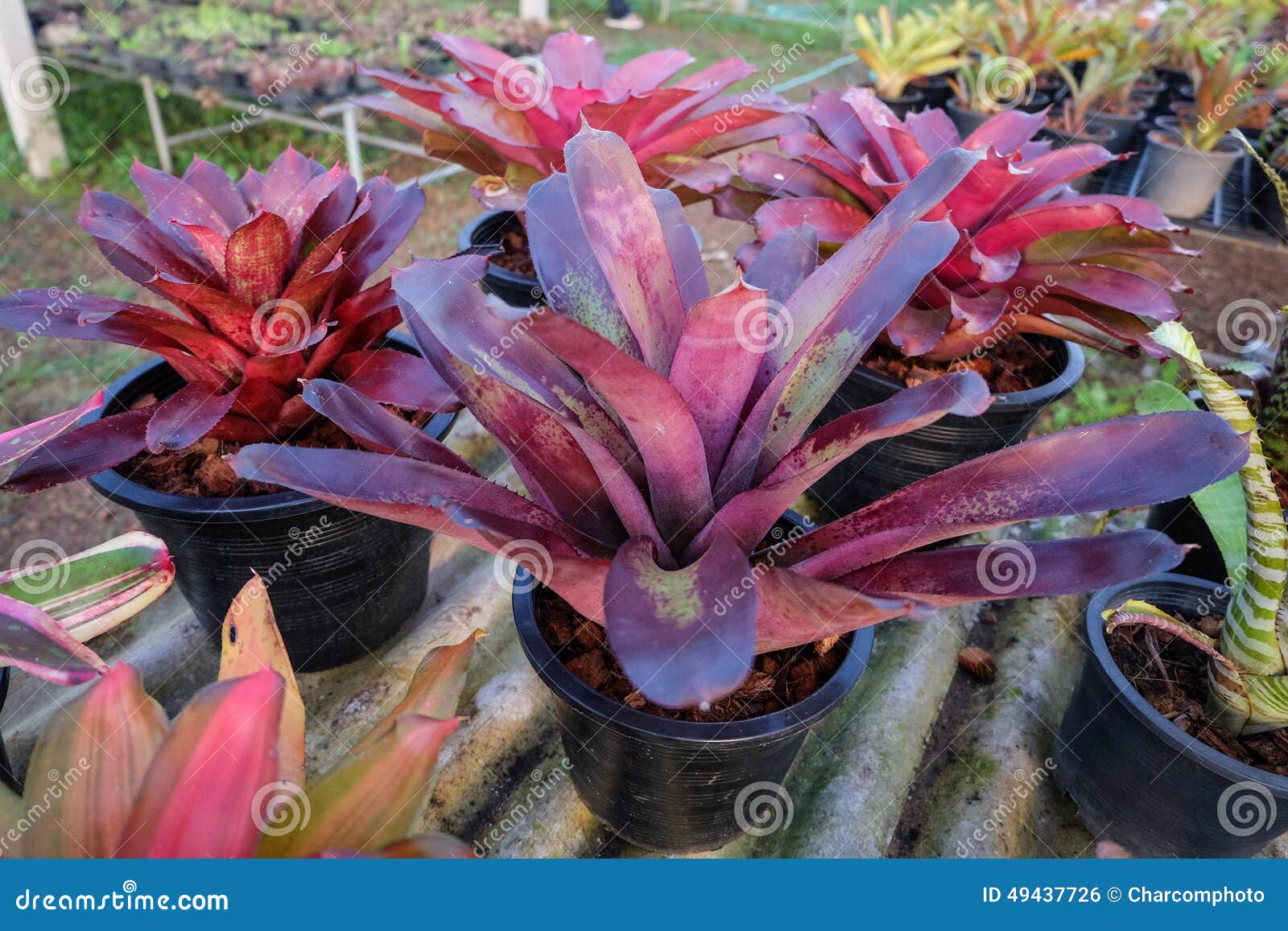 Bromeliad plant stock photo. Image of bromelia, agave - 49437726