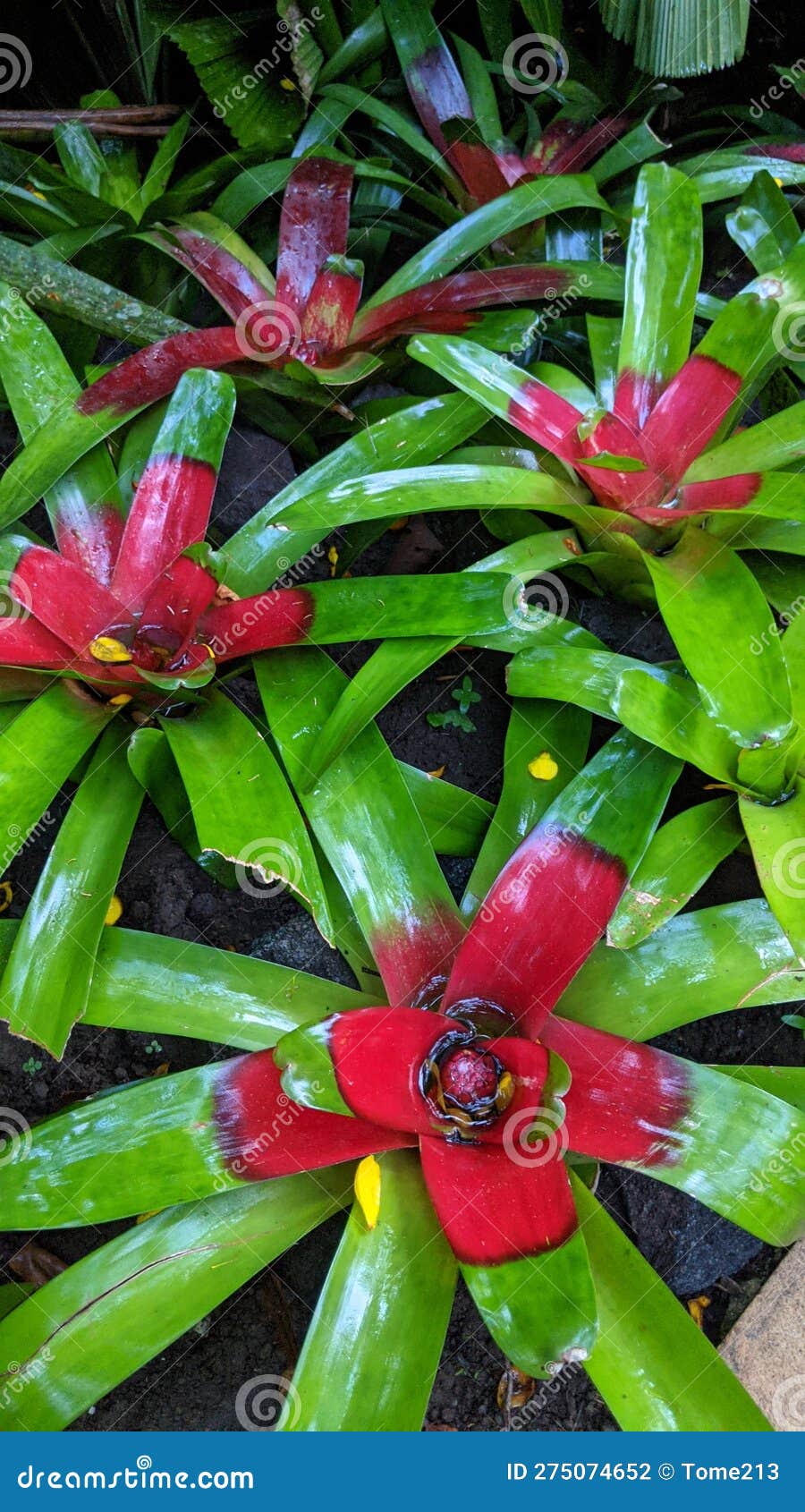 Tropical Rainforest Bromeliads