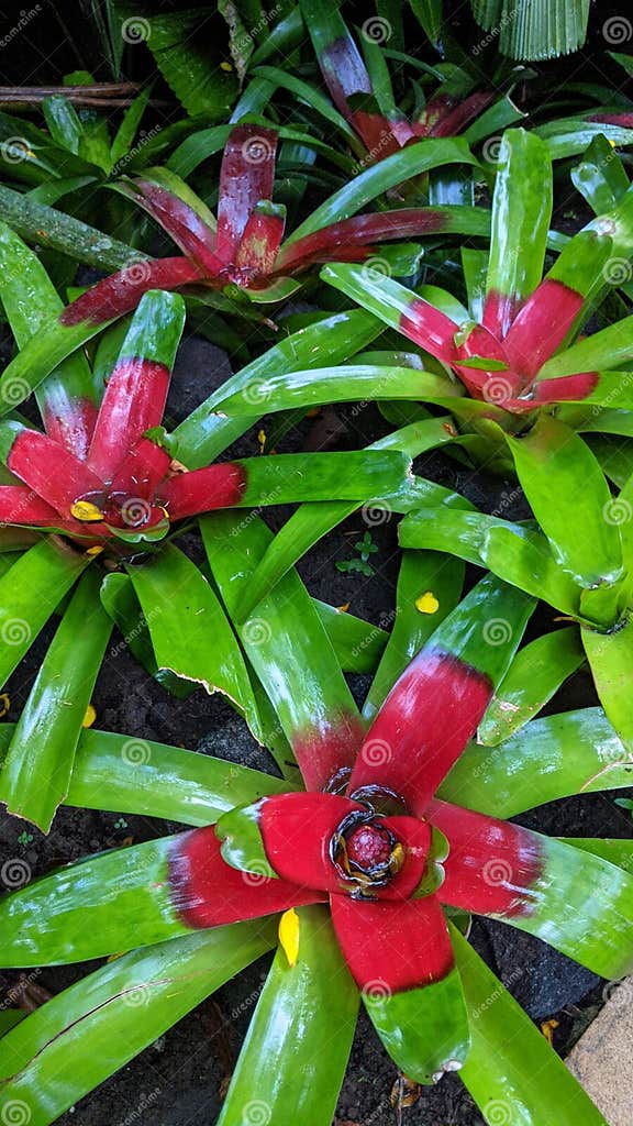 Bromeliad Plants in the Tropical Rainforest Stock Photo - Image of ...