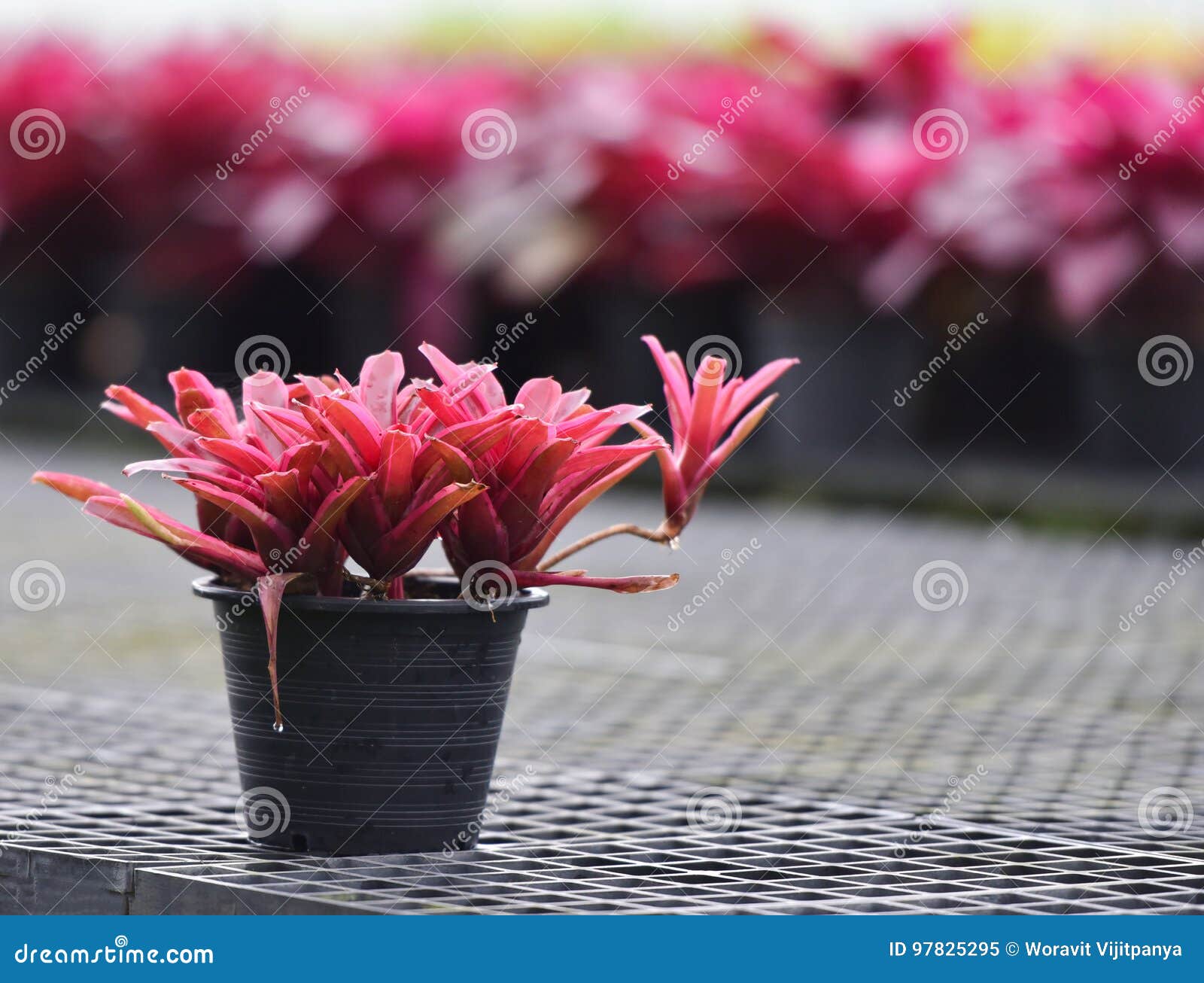Bromeliad of purple stock image. Image of blossom, botany - 97825295