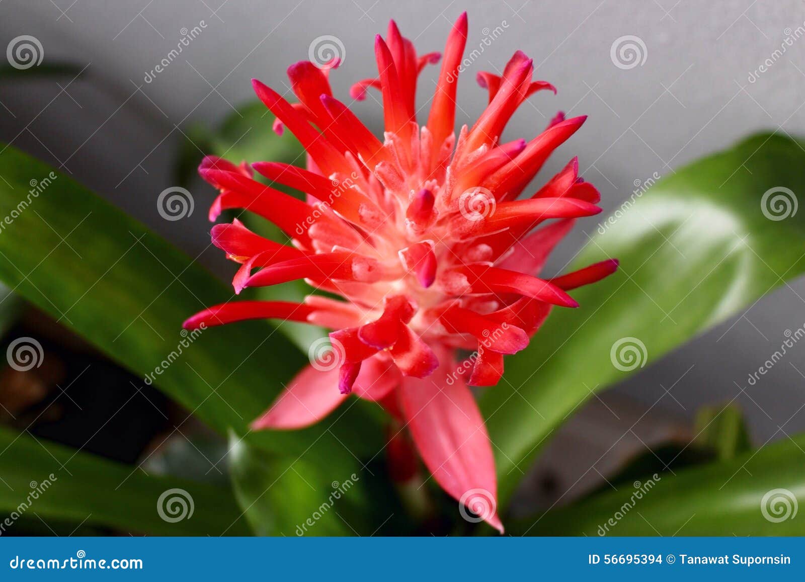 Bromeliad red flower stock photo. Image of beautiful - 56695394