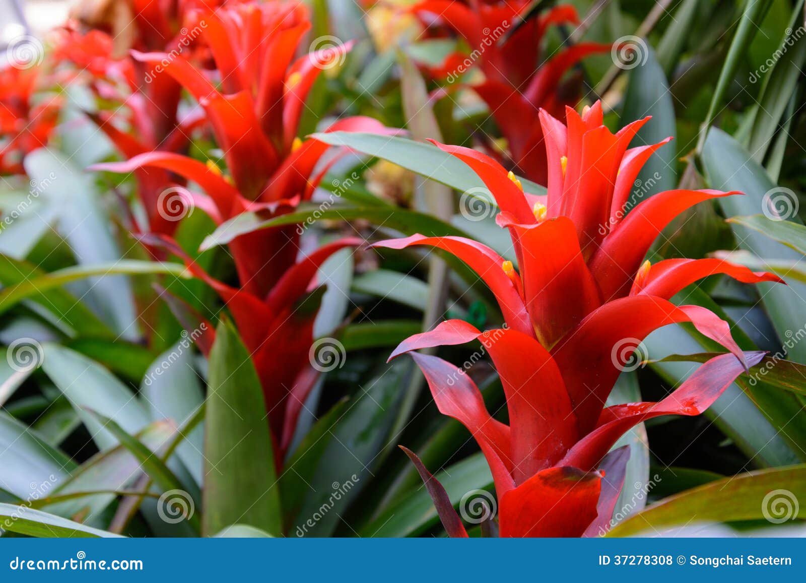 Bromeliad red flower stock photo. Image of nature, petal - 37278308