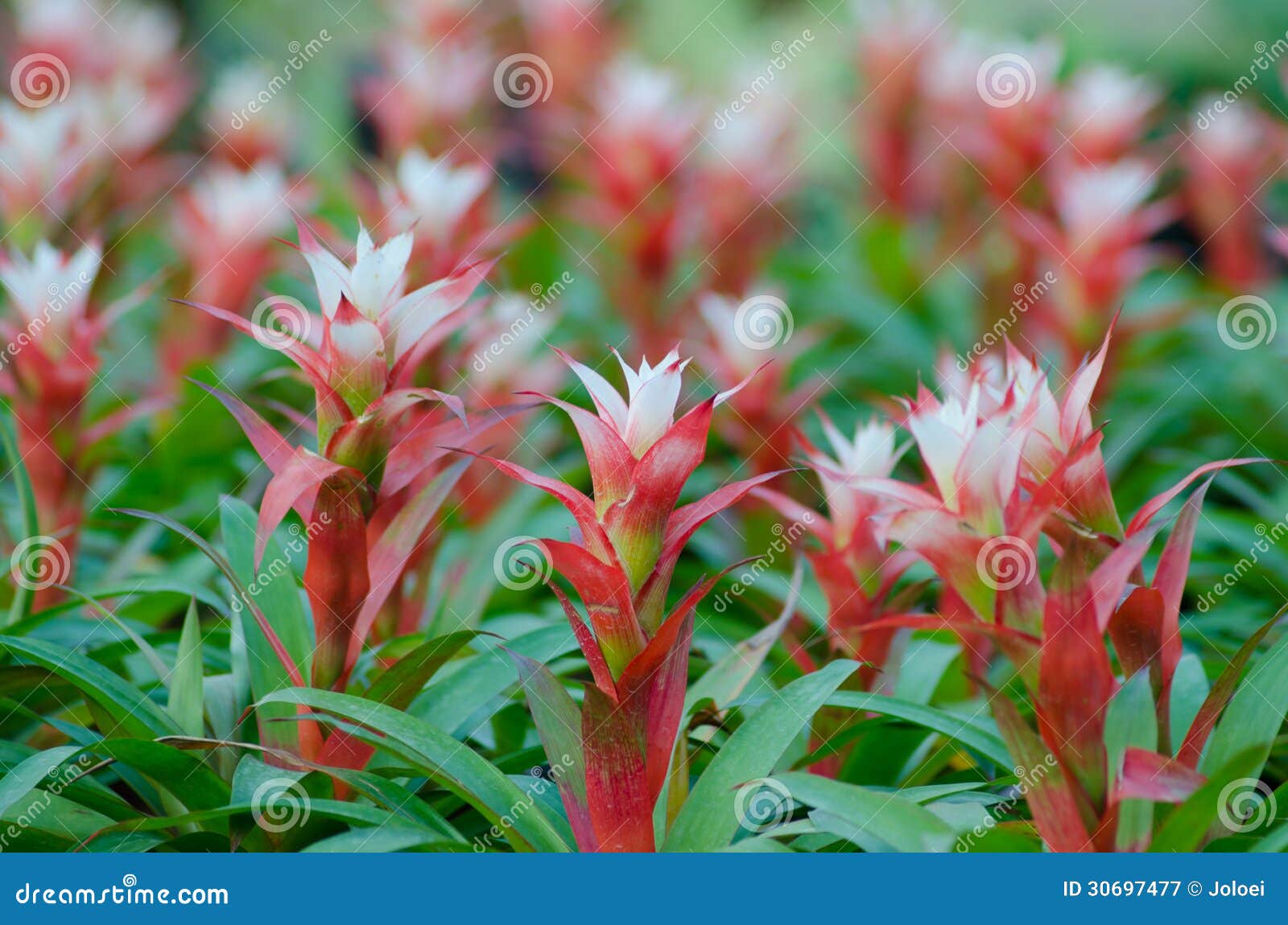 Bromeliad stock image. Image of flora, bloom, agricuture - 30697477