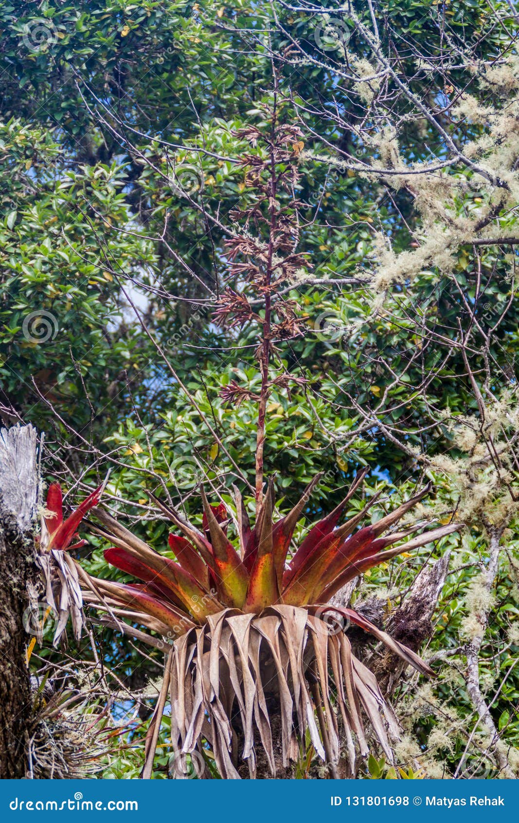 Bromeliad on a Tree in Northern Pe Stock Photo - Image of tropical ...