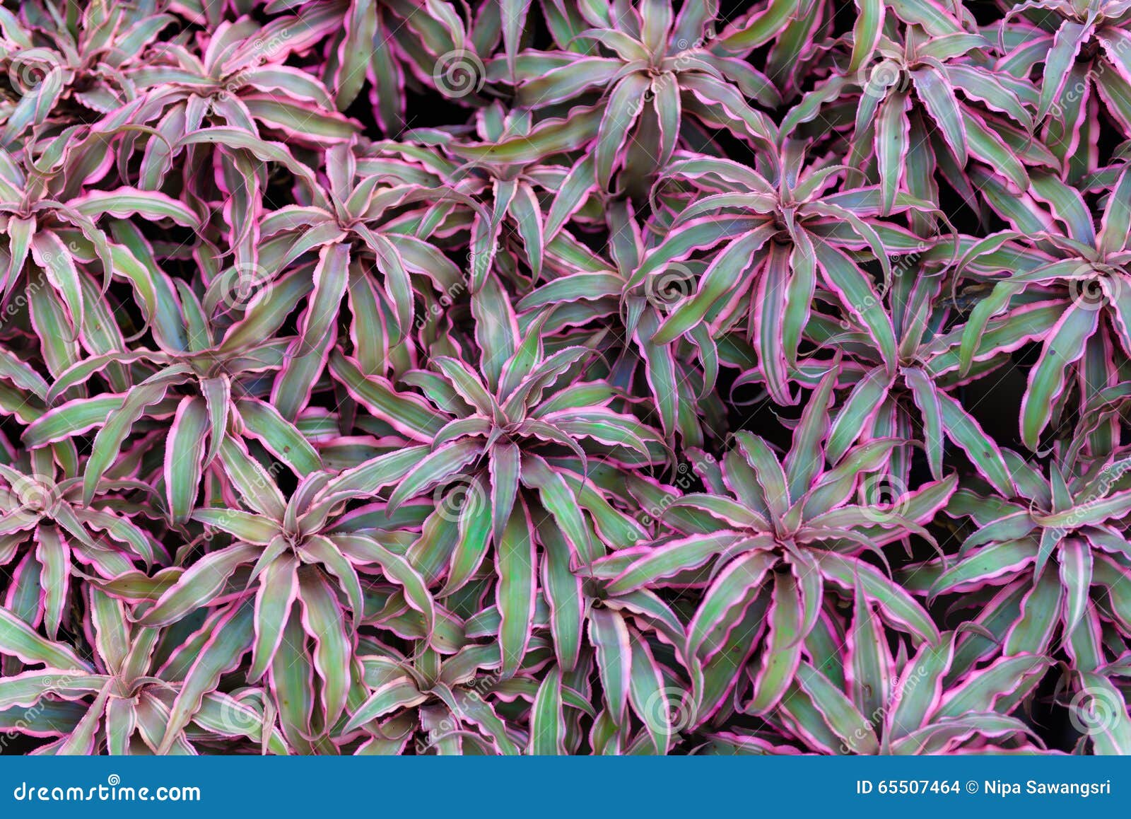 Bromeliad or Vriesea Splendens Flower Stock Photo - Image of beauty ...