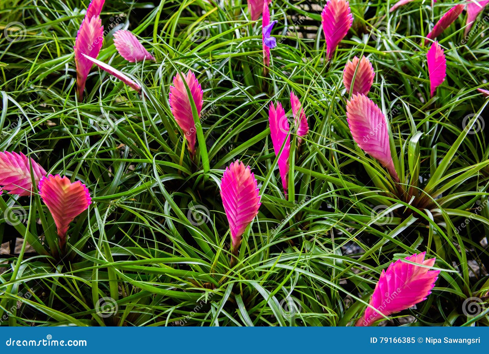 Bromeliad or Vriesea Splendens Flower Stock Image - Image of bloom ...