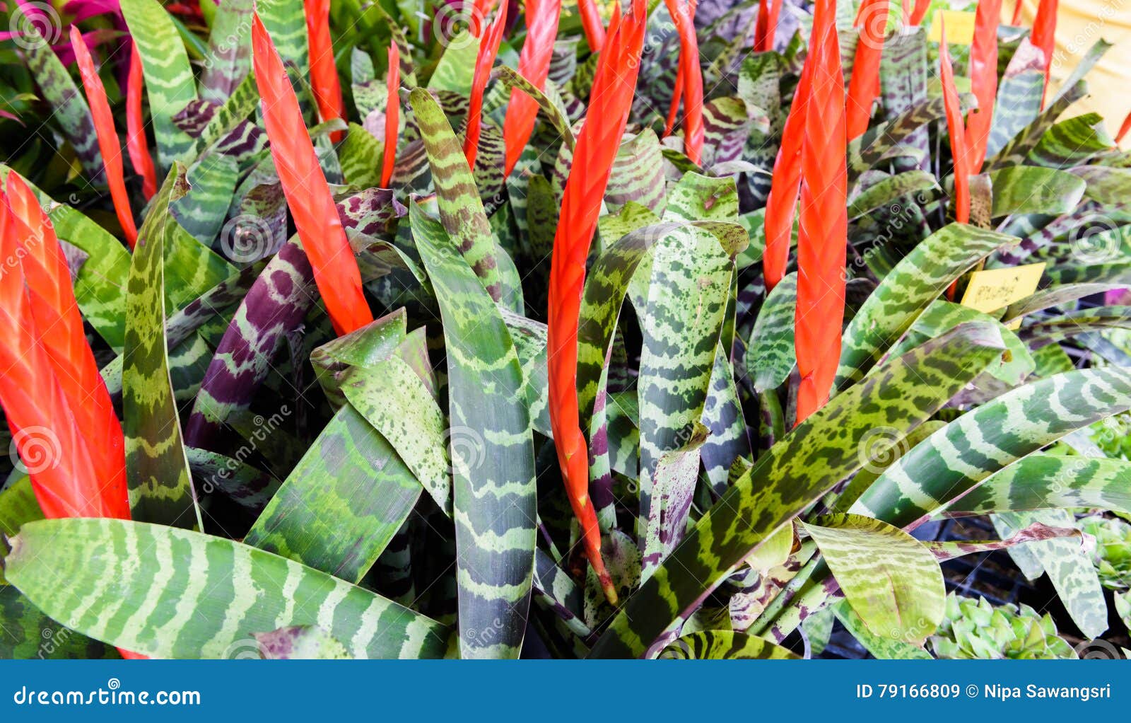 Bromeliad or Vriesea Splendens Flower Stock Image - Image of plant ...