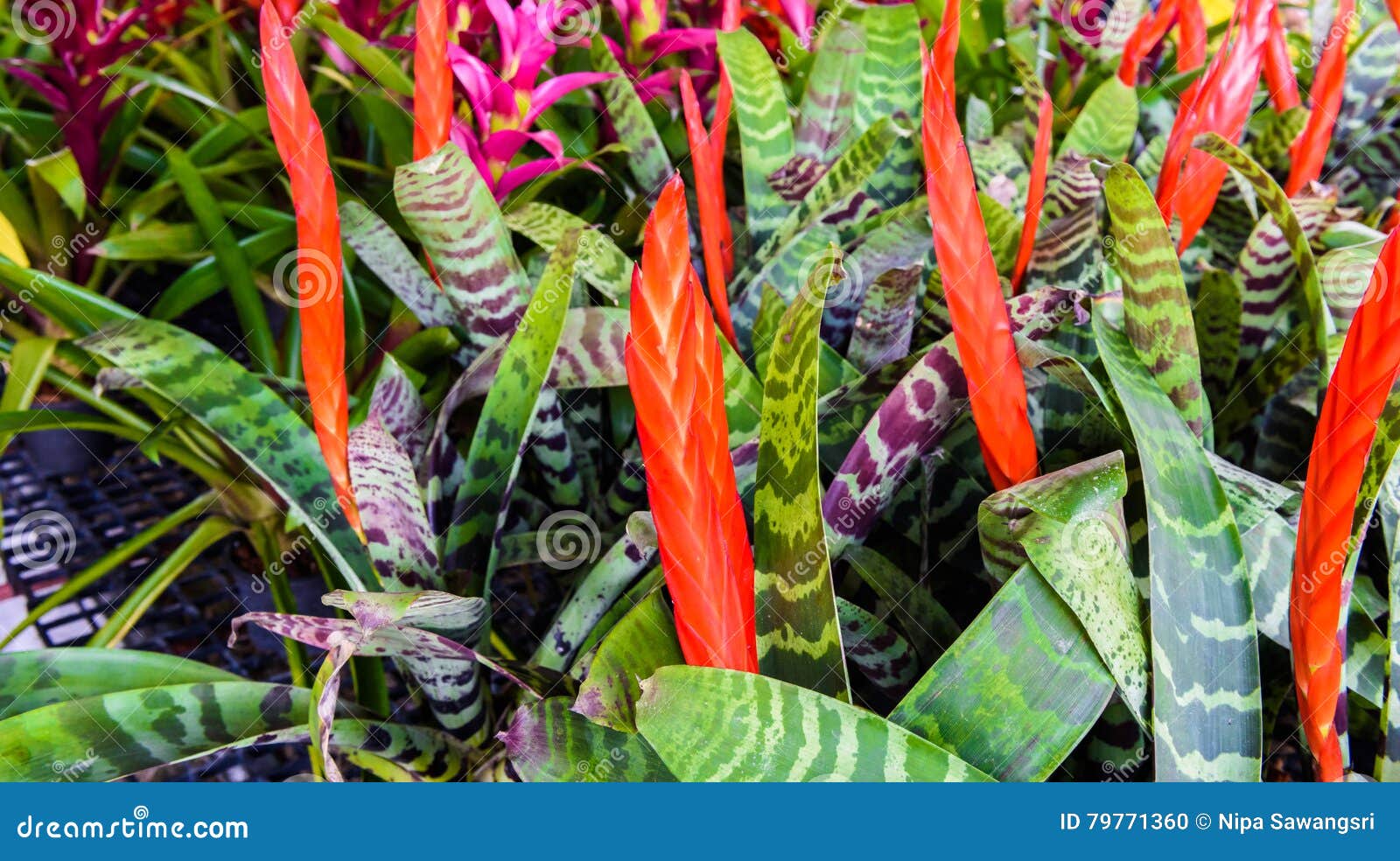Bromeliad or Vriesea Splendens Flower Stock Photo - Image of atlantic ...