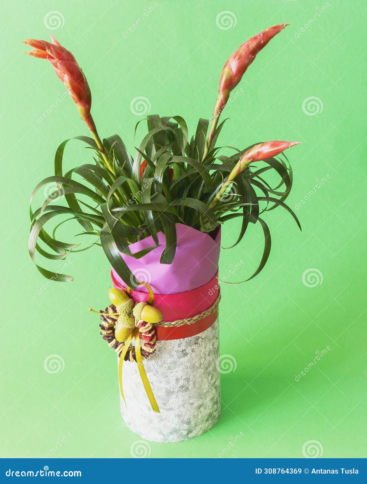 Bromeliad or Vriesea Splendens Flowers on a Lettuce Background Stock ...