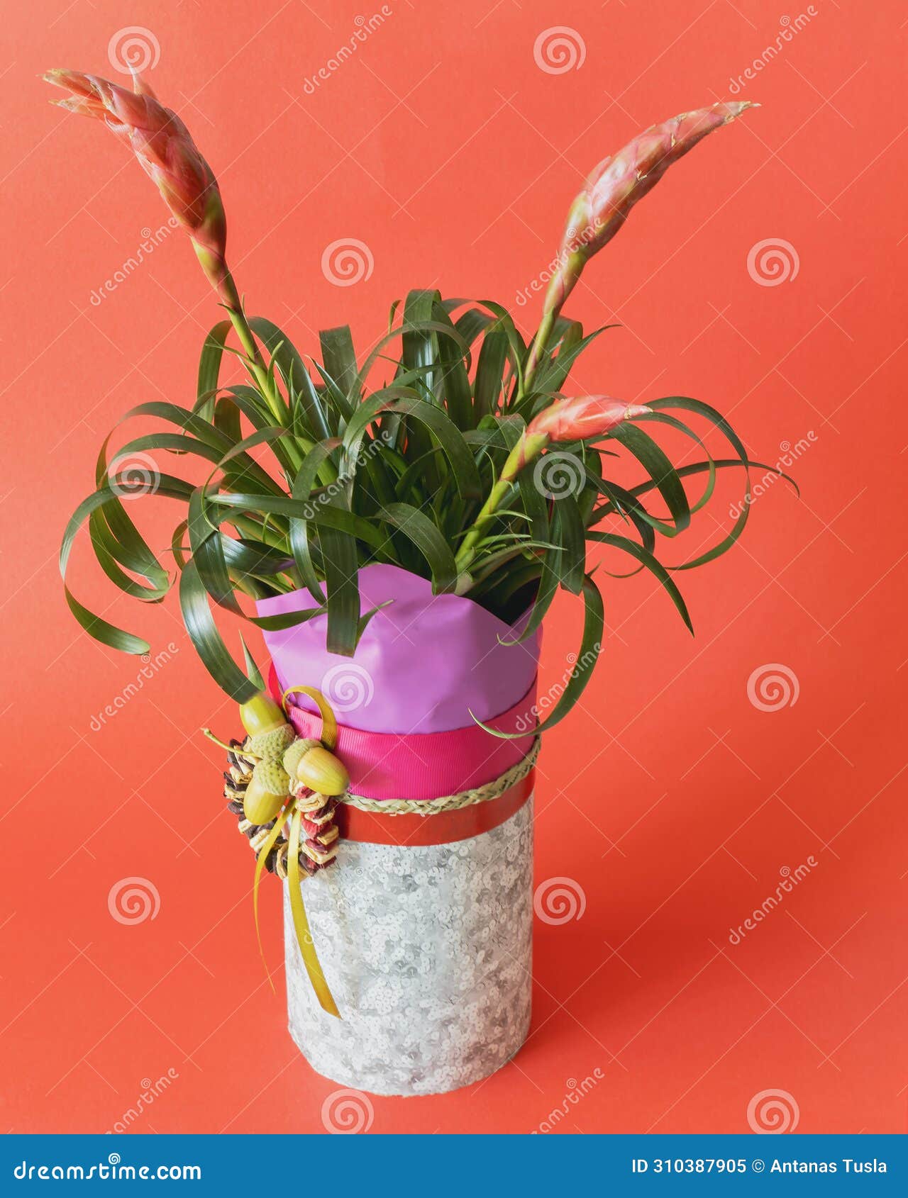Bromeliad or Vriesea Splendens Flowers on a Red Background Stock Image ...