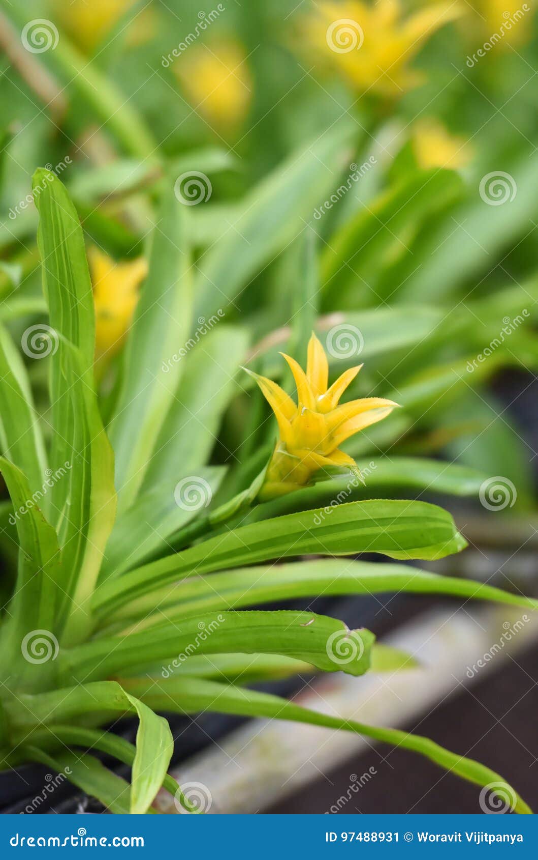Bromeliad yellow stock image. Image of flower, garden - 97488931