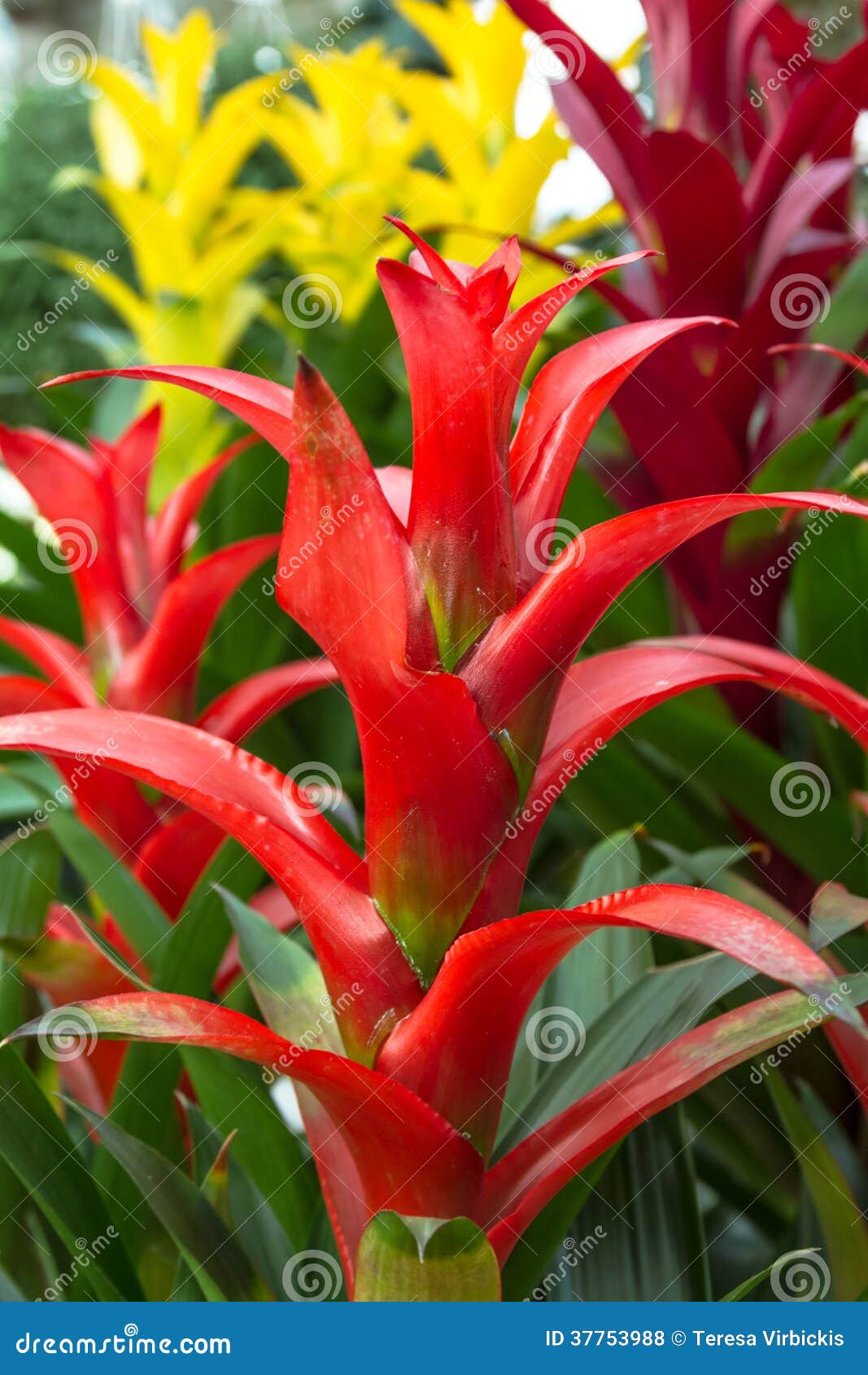 Bromeliads stock photo. Image of bromeliads, yellow, leaves - 37753988