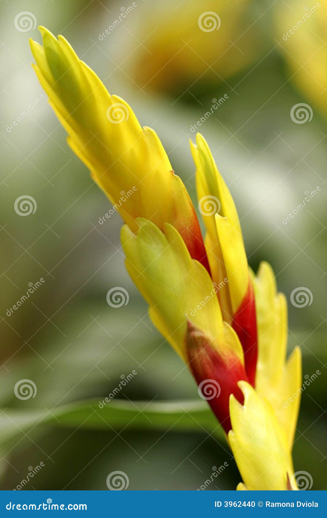 Bromeliads in Bloom stock photo. Image of flower, gardens - 3962440