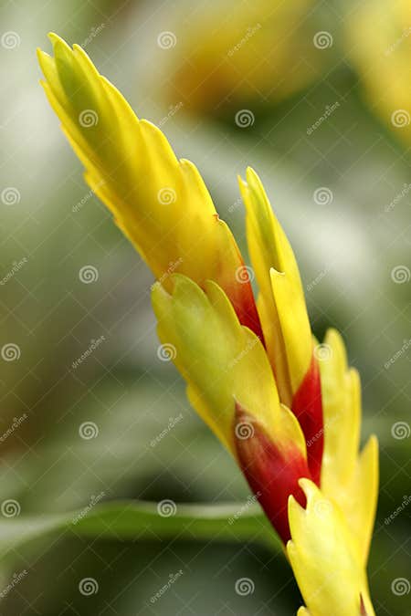 Bromeliads in Bloom stock photo. Image of flower, gardens - 3962440