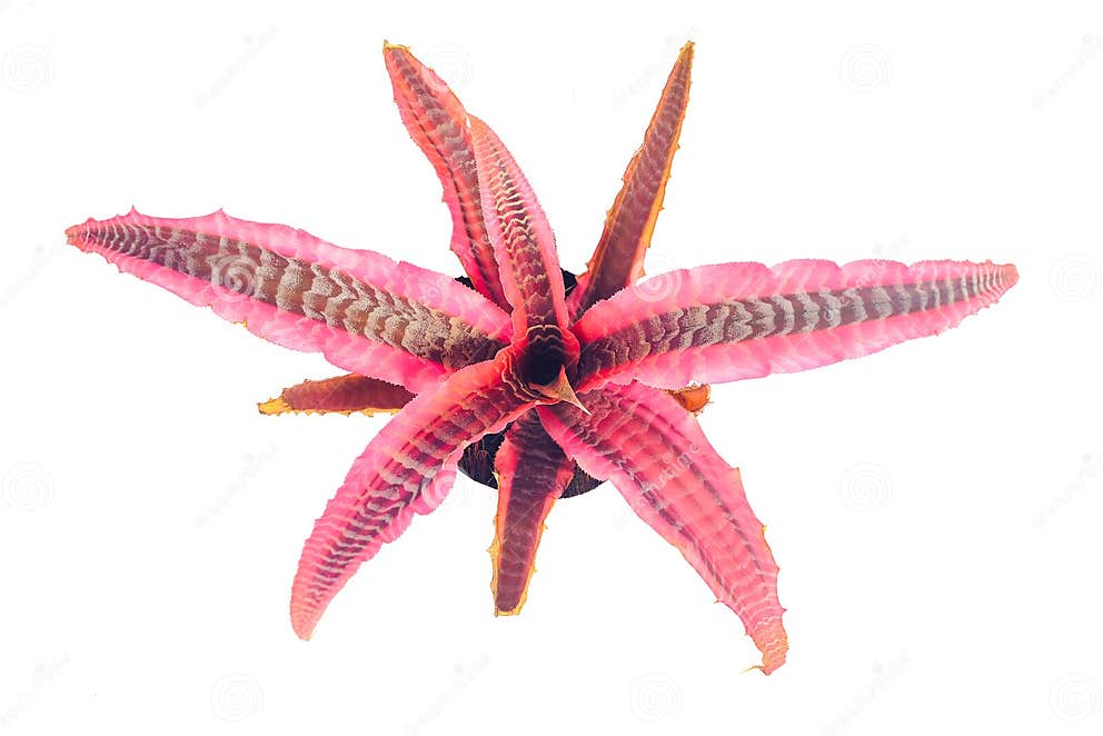 Bromeliads Cryptanthus Plant Stock Image - Image of background, blossom ...