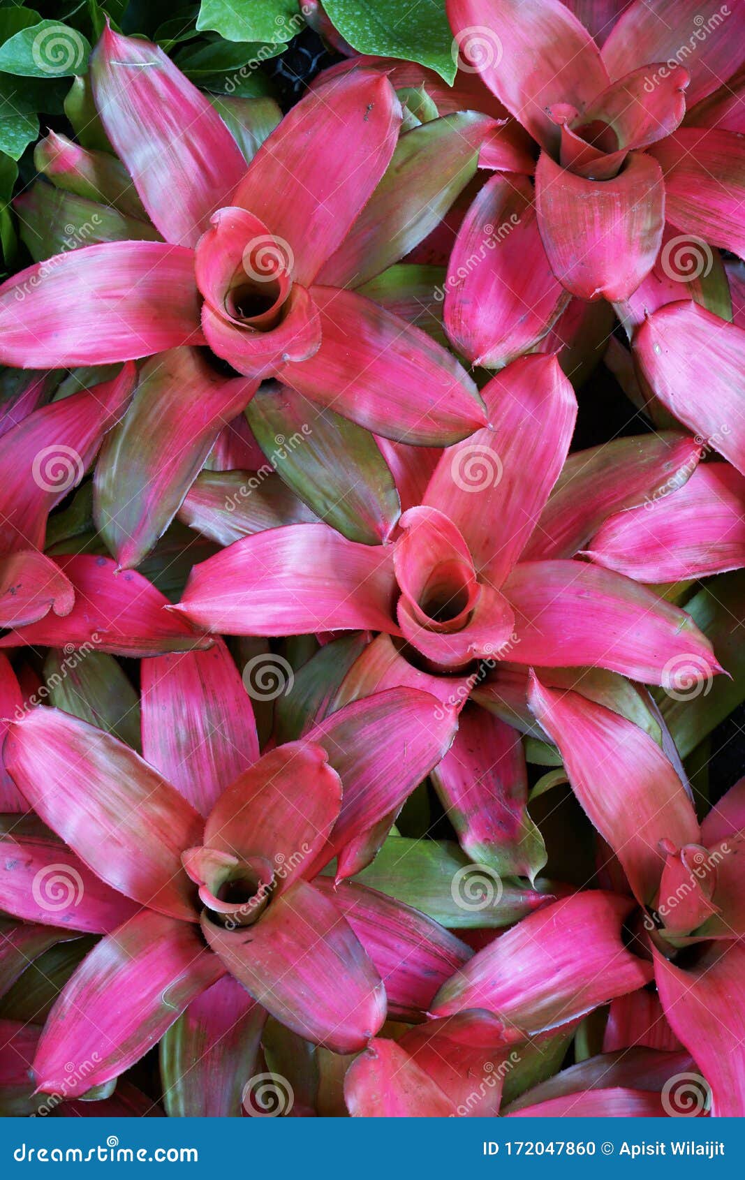 Bromeliads Display Wall Plants for Nature Background. Stock Photo ...