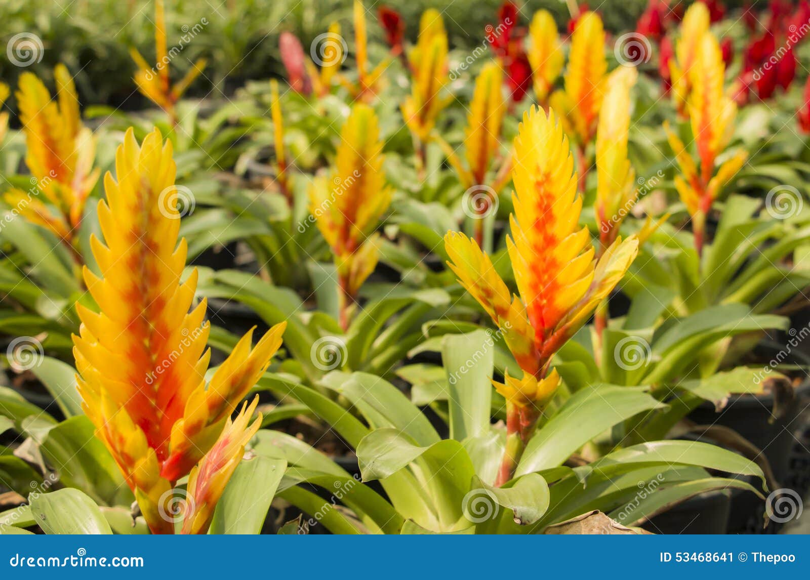 Bromeliads flower stock image. Image of flower, bloom - 53468641