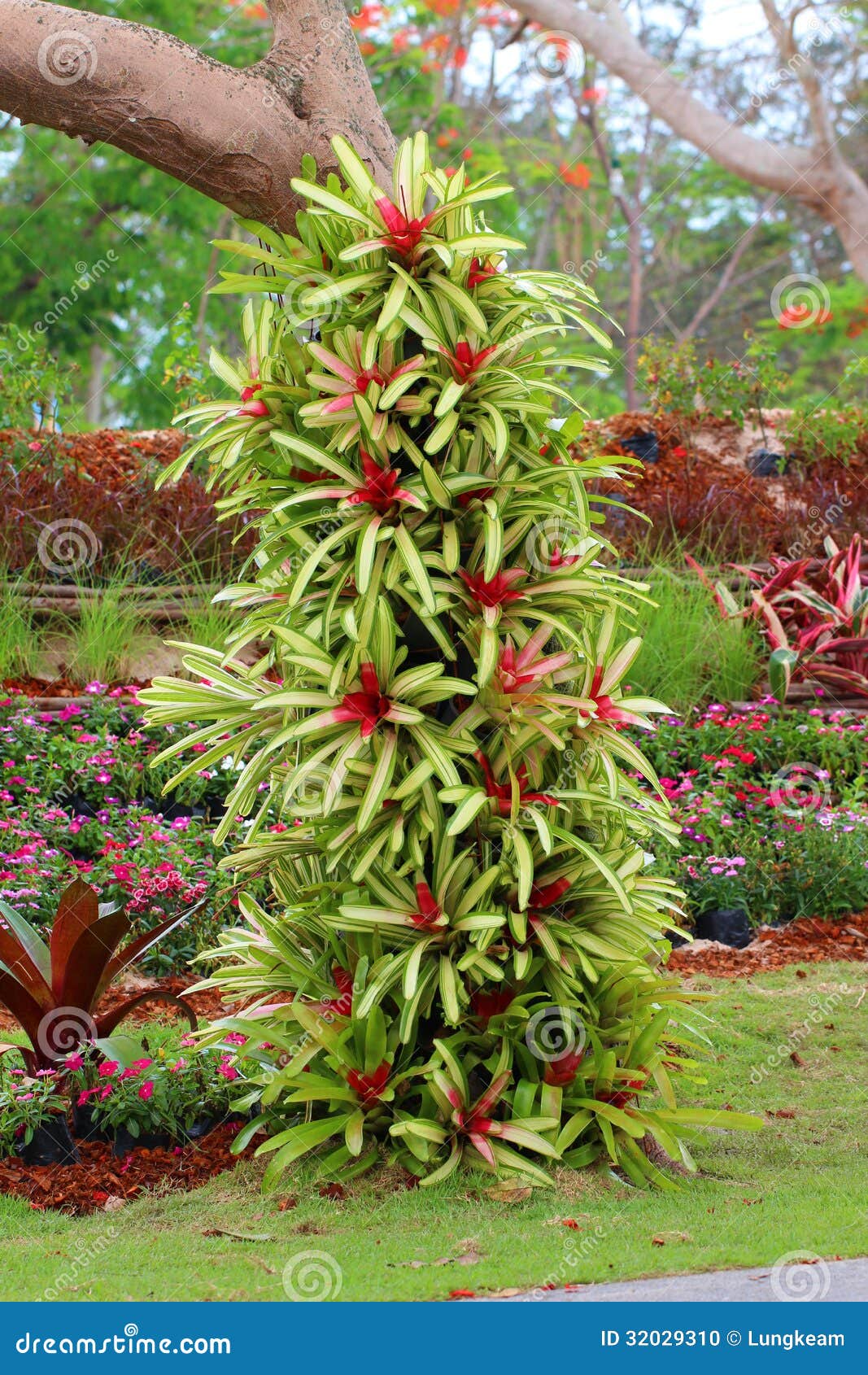 Bromeliads in the garden stock photo. Image of tropical - 32029310