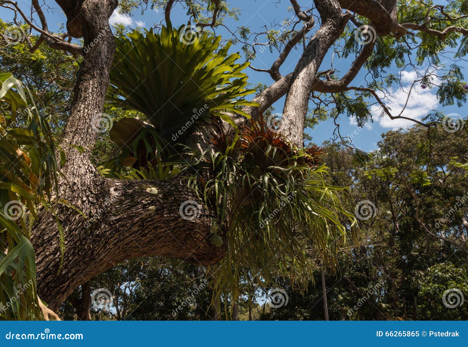 Bromeliads growing on tree stock image. Image of vegetation - 66265865