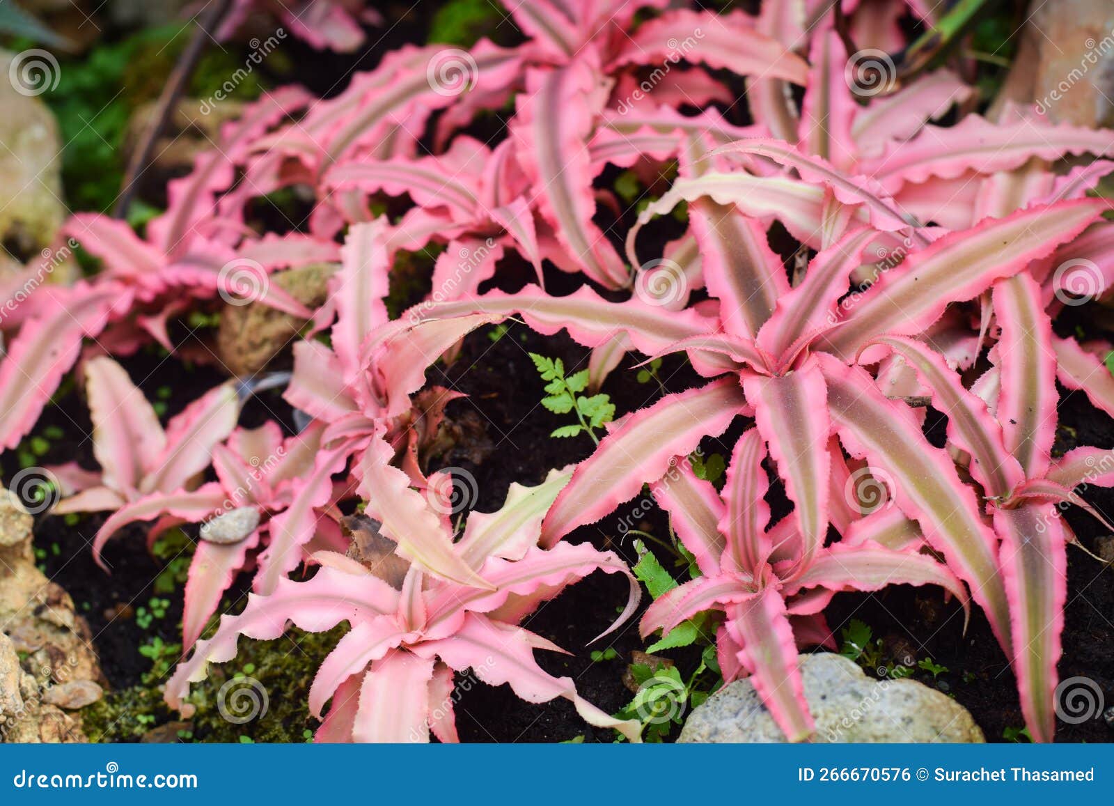 Bromeliads Plant in Garden. Home Plant Decoration Stock Photo - Image ...