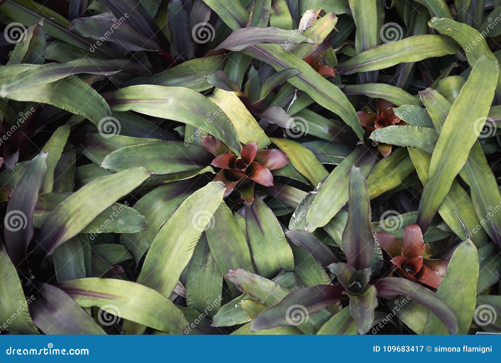 Bromeliads plants closeup stock image. Image of beauty - 109683417