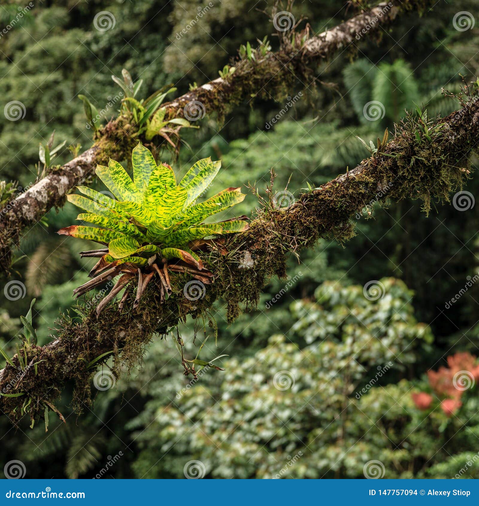 Bromeliads in the Rainforest Stock Photo - Image of branches, rica ...