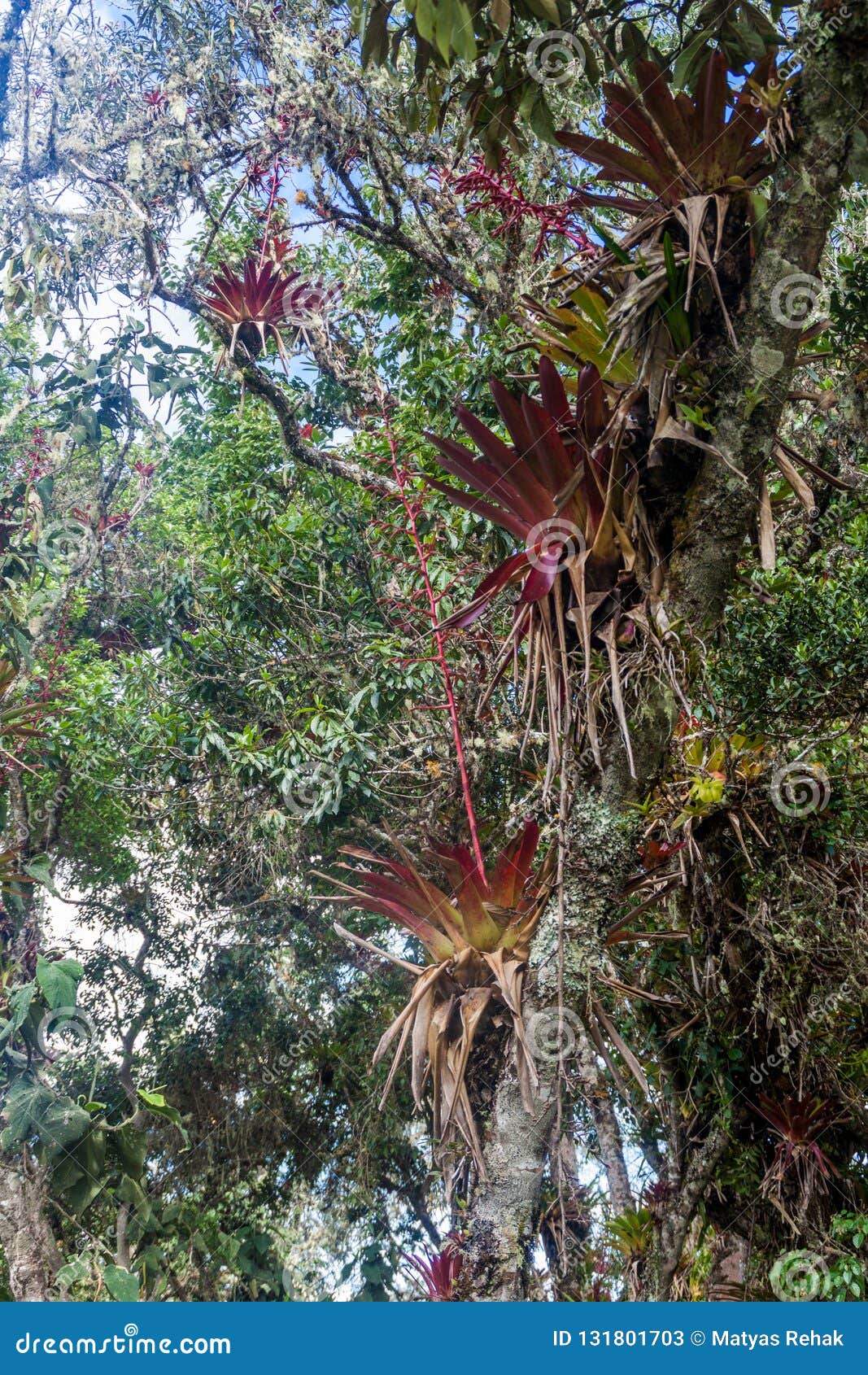 Bromeliads on a Tree in Northern Pe Stock Image - Image of forest ...