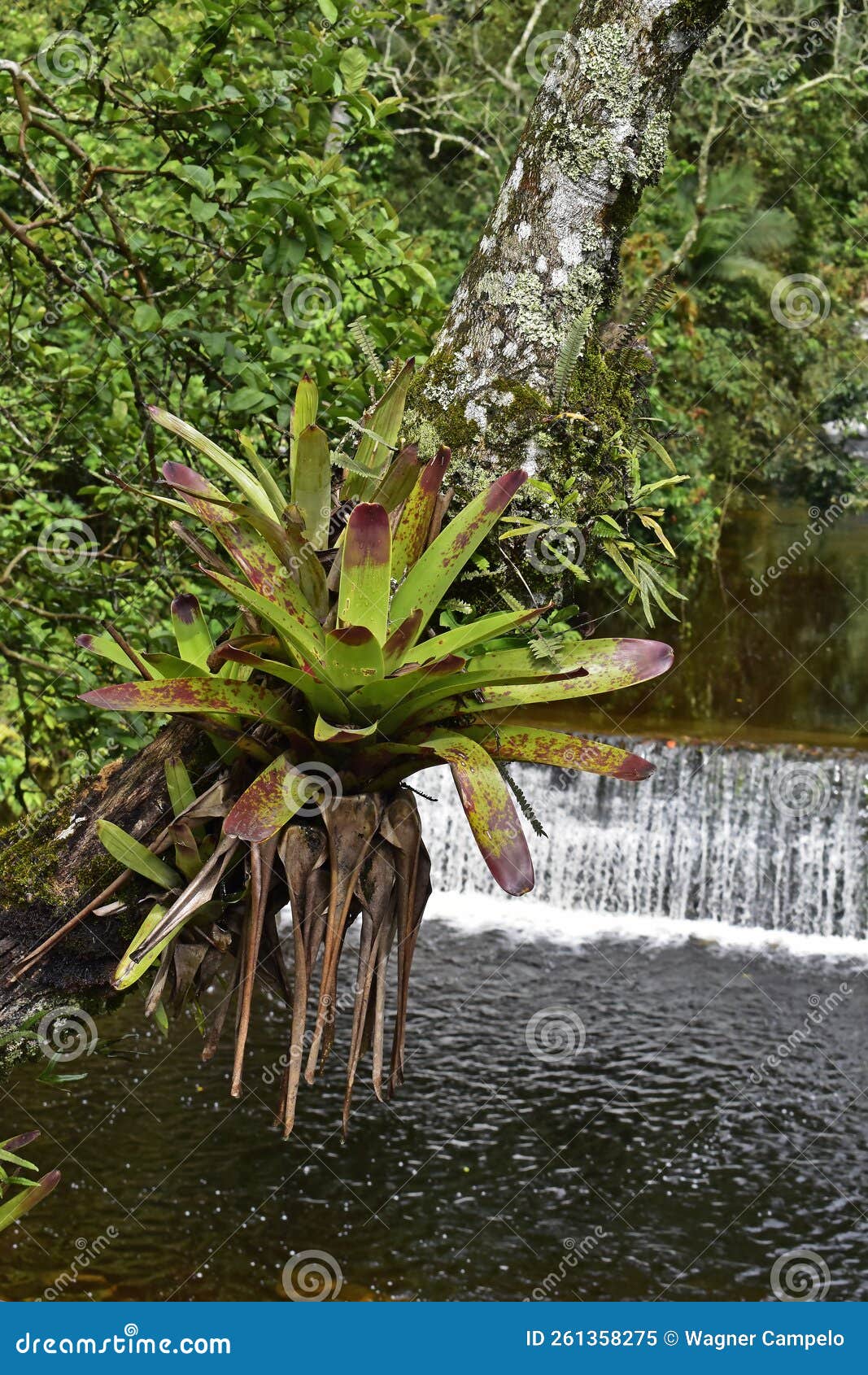 Bromeliads on Tree Trunk in the Tropical Rainforest, Teresopolis Stock ...