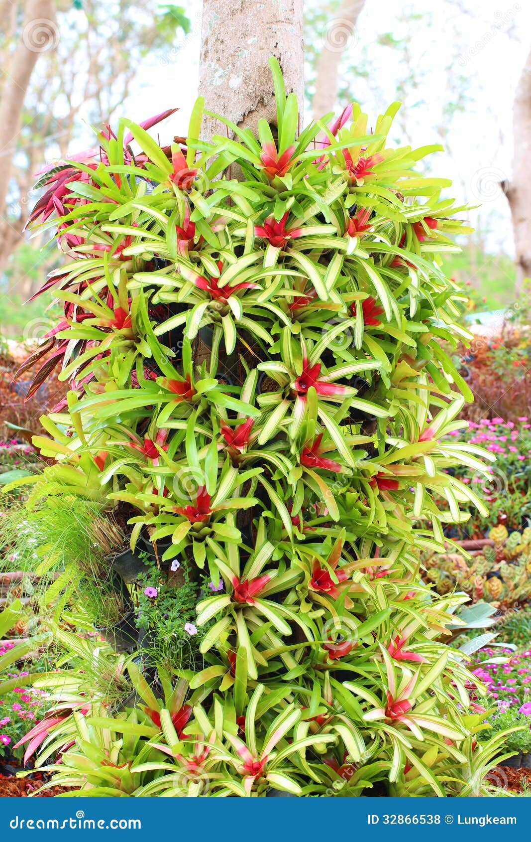 Bromeliad On Tree