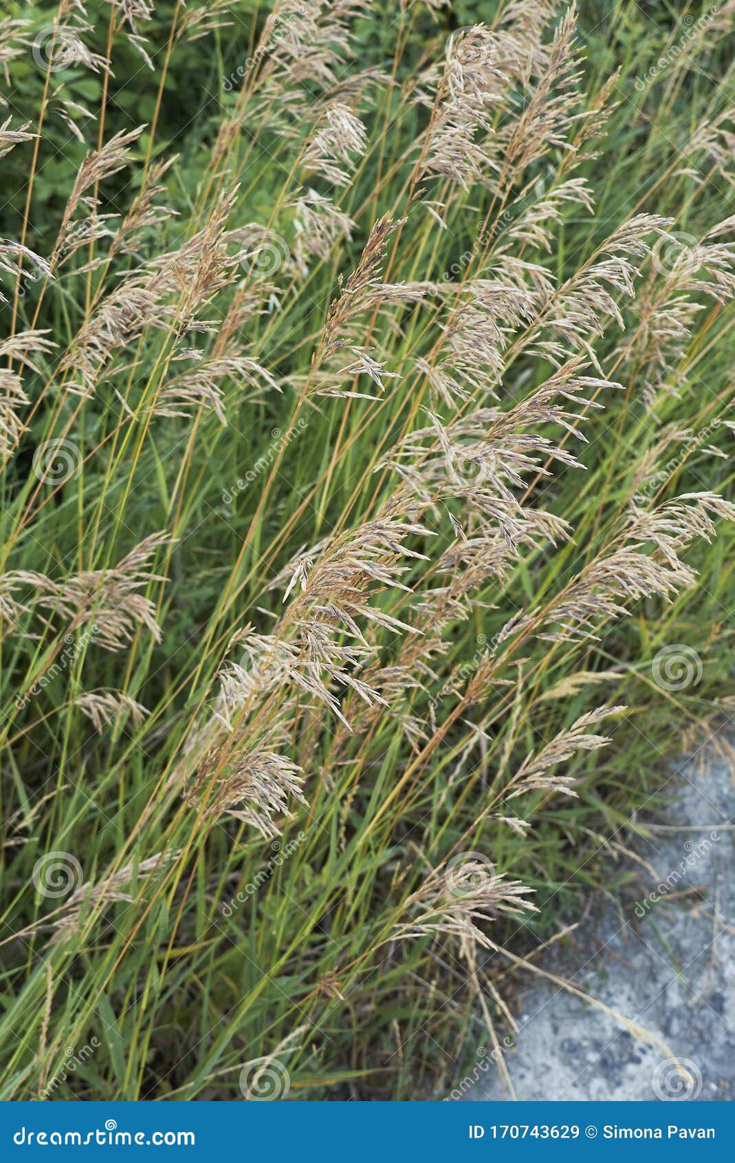 Bromus inermis grass stock image. Image of outdoor, meadow - 170743629
