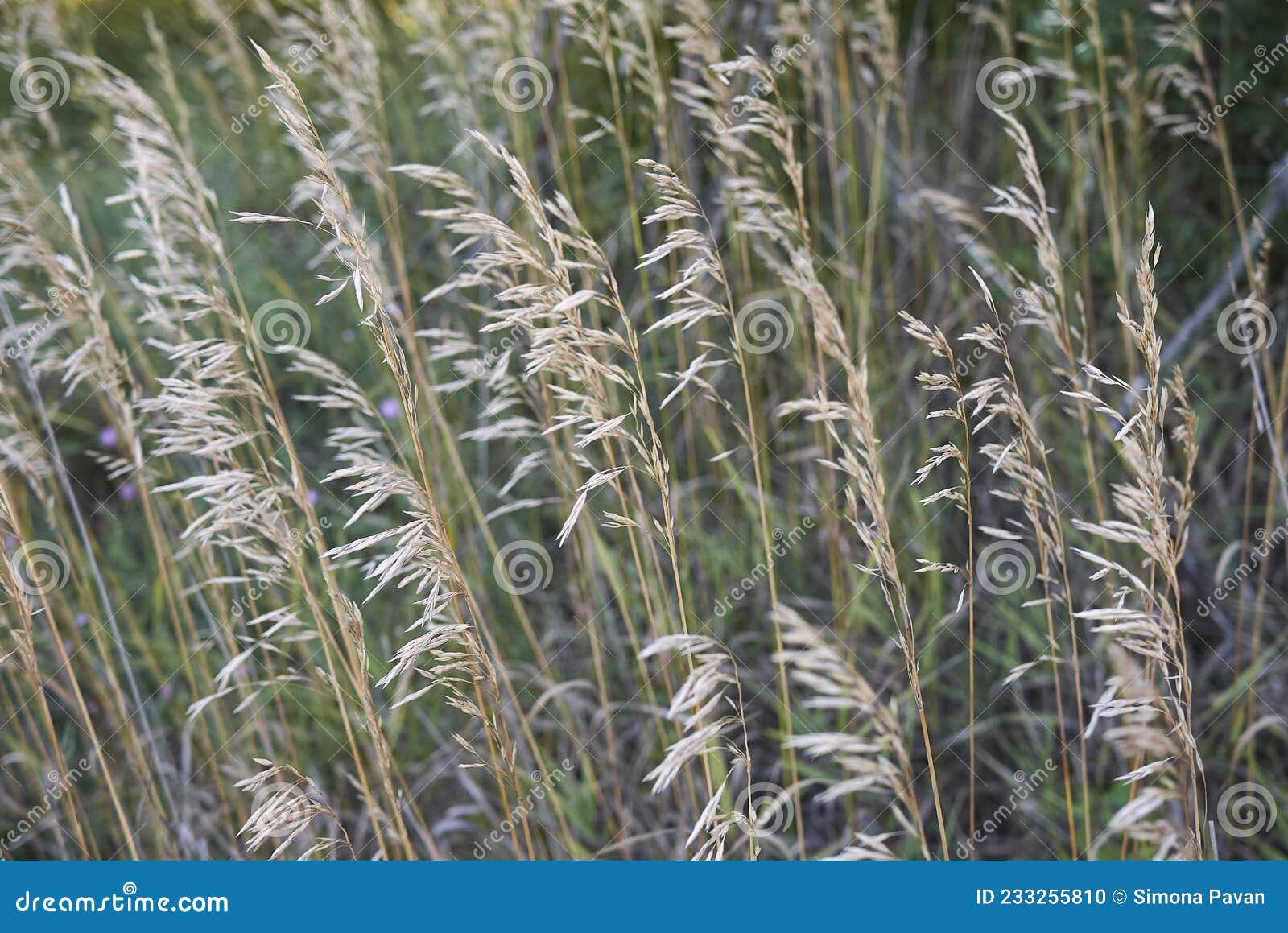 Bromus inermis in bloom stock photo. Image of outdoor - 233255810