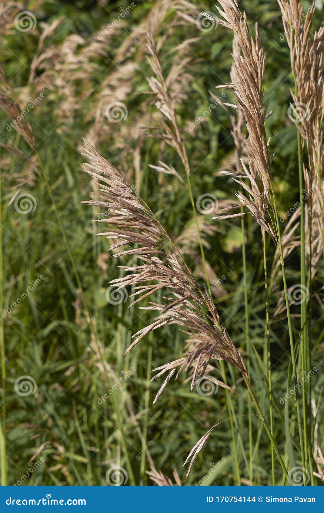 Bromus inermis close up stock photo. Image of outdoor - 170754144