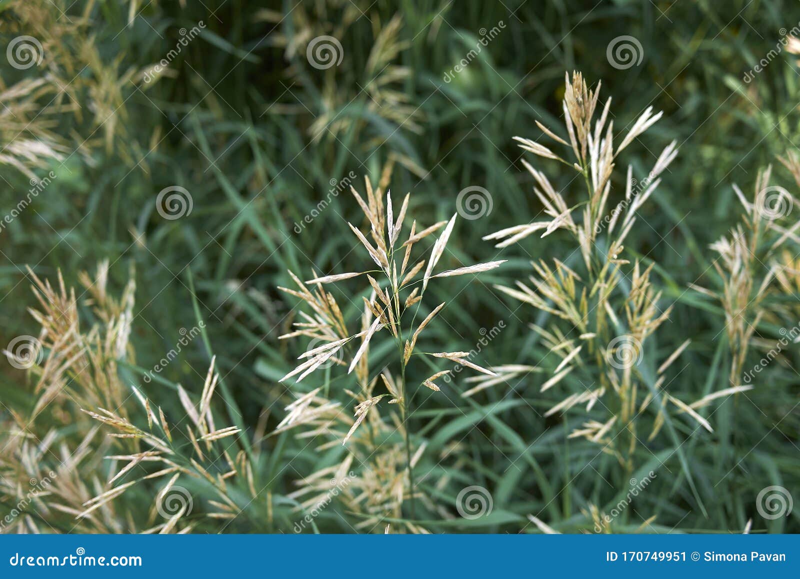 Bromus Inermis Seed