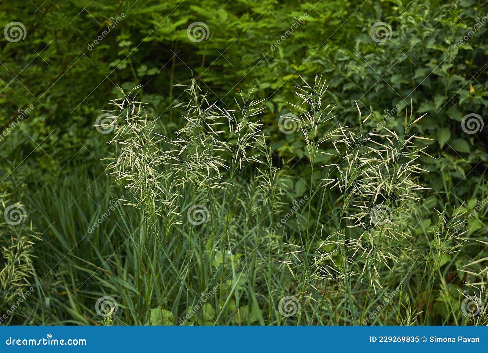 Bromus Inermis Grass in Bloom Stock Image - Image of perennial ...
