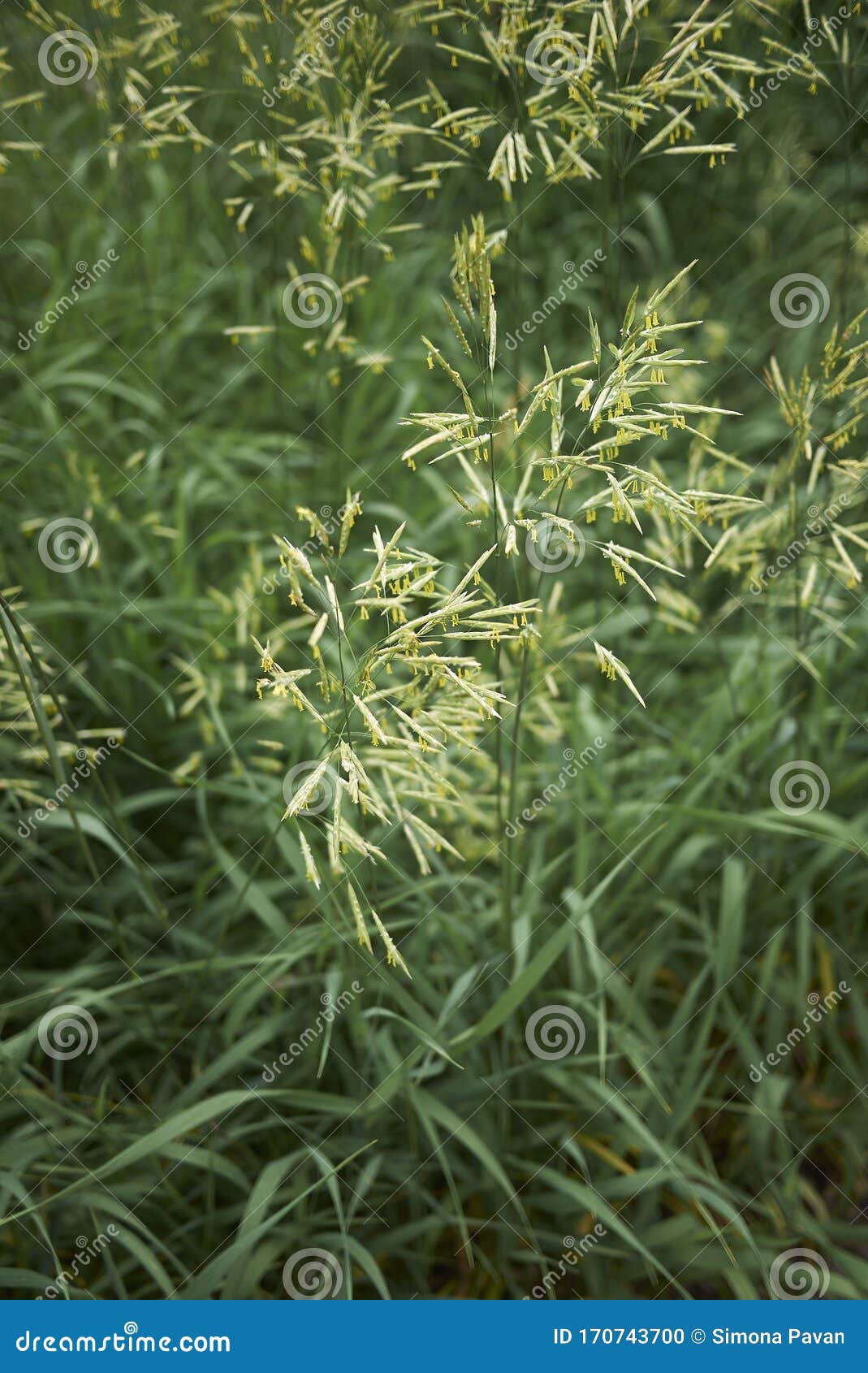 Yellow Inflorescence of Bromus Inermis Plant Stock Photo - Image of ...