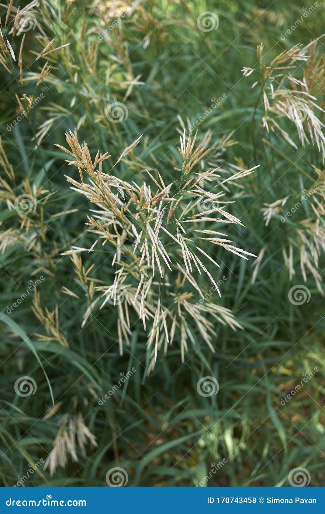 Bromus Inermis Grass Close Up Stock Photo - Image of bloom, blooming ...