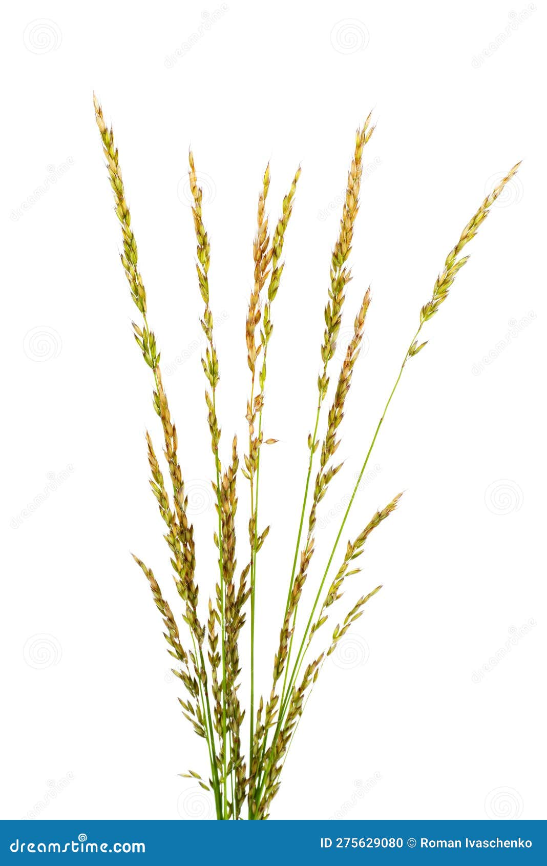 BROMUS (POACEAE) Plant Grass Isolated on White Stock Photo - Image of ...