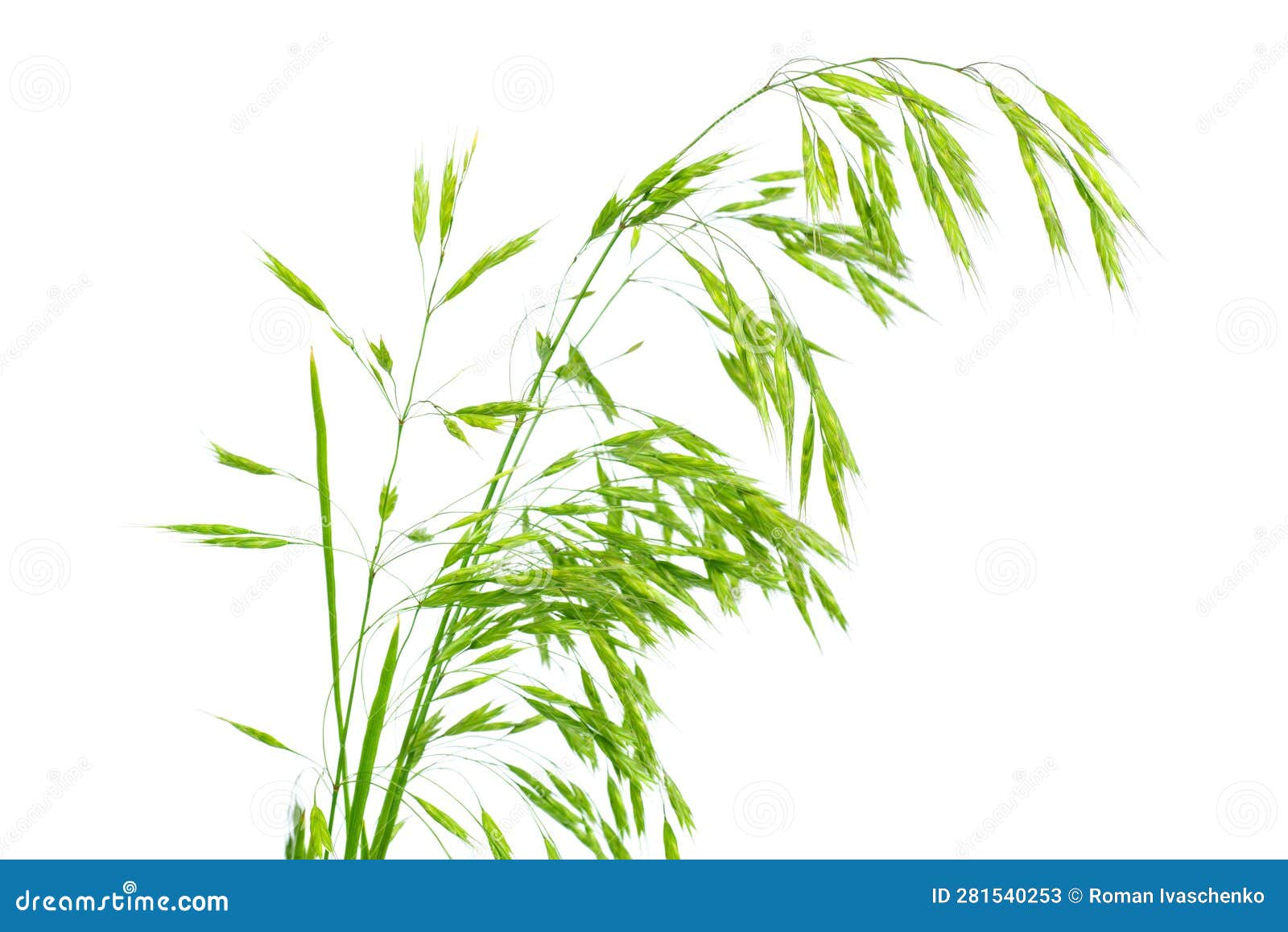 BROMUS (POACEAE) Plant Grass Isolated on White Stock Image - Image of ...