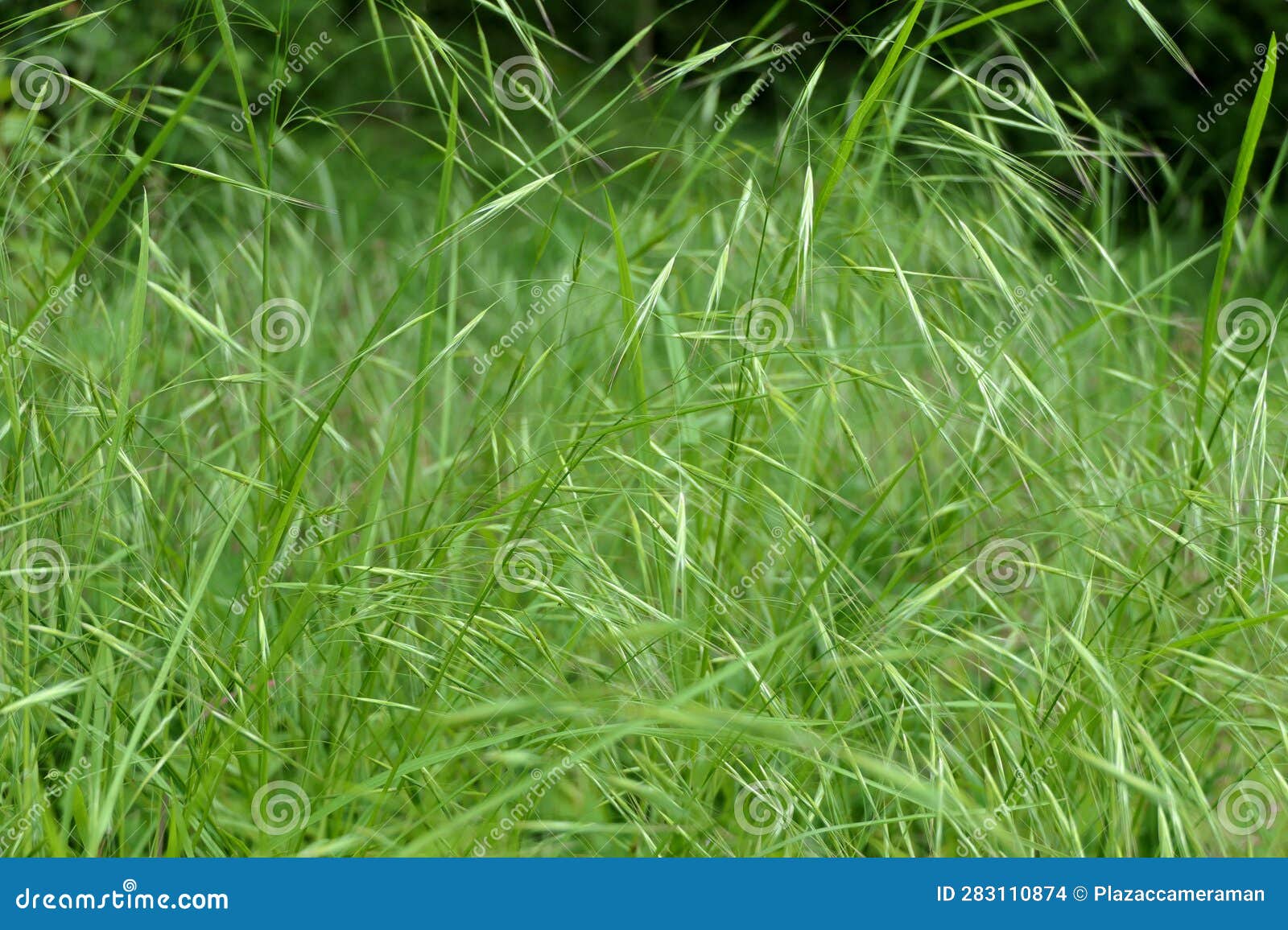 Bromus tectorum stock photo. Image of closeup, outdoor - 283110874