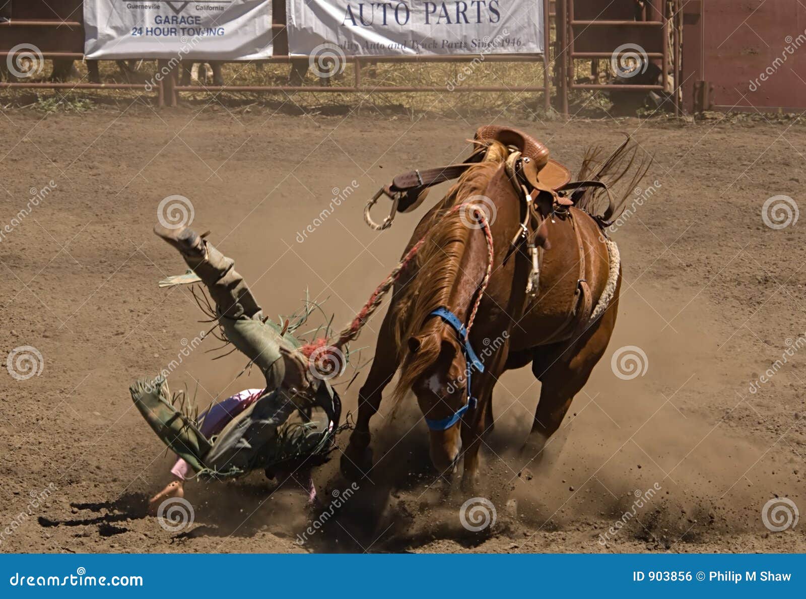 Bronc Rider Takes a Fall stock photo. Image of river, rodeo - 903856