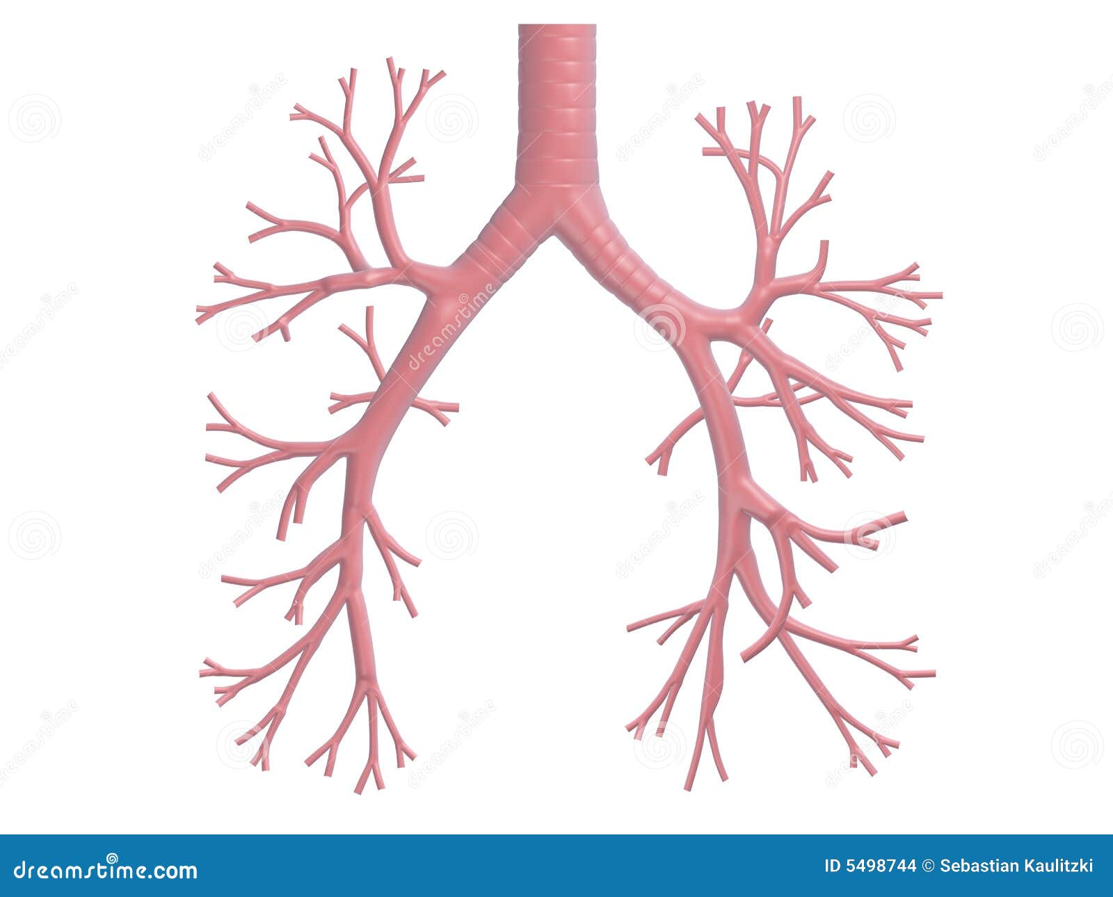 Bronchi illustrazione di stock. Illustrazione di anatomia - 5498744